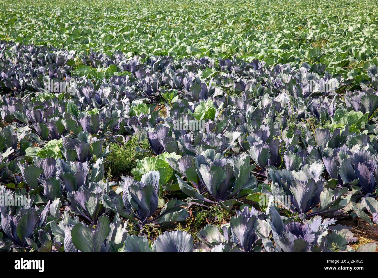 field with cabbage during the growing of vegetable harvest ...