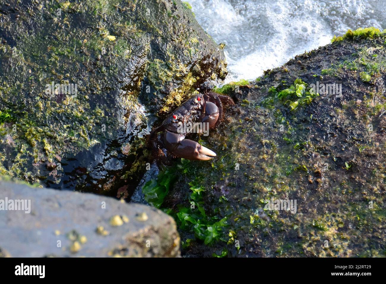Red-Eyed Rock Crab, Eriphia sebana, Krebs, Indonesia, Asia Stock Photo ...
