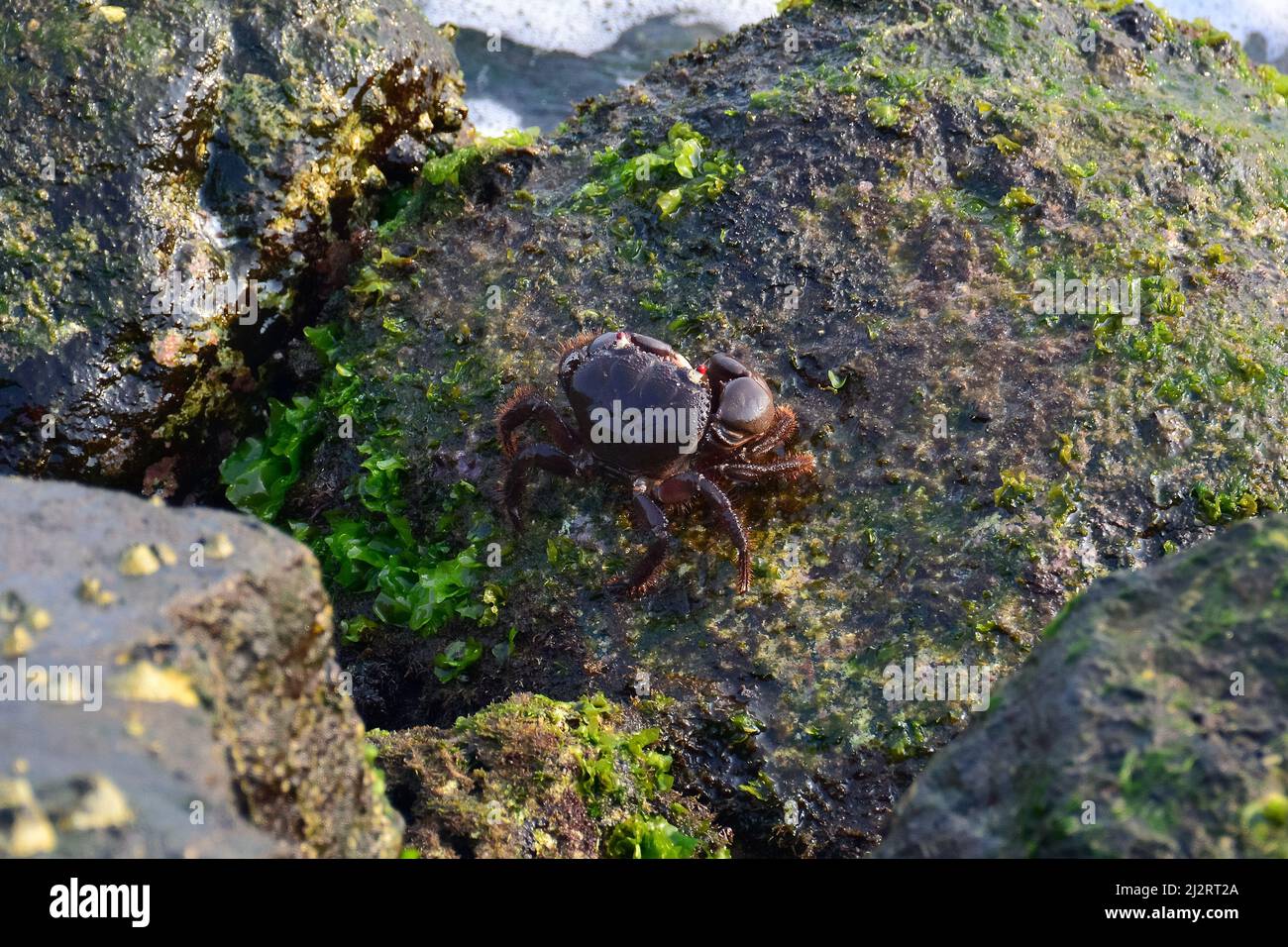 Red-Eyed Rock Crab, Eriphia sebana, Krebs, Indonesia, Asia Stock Photo ...