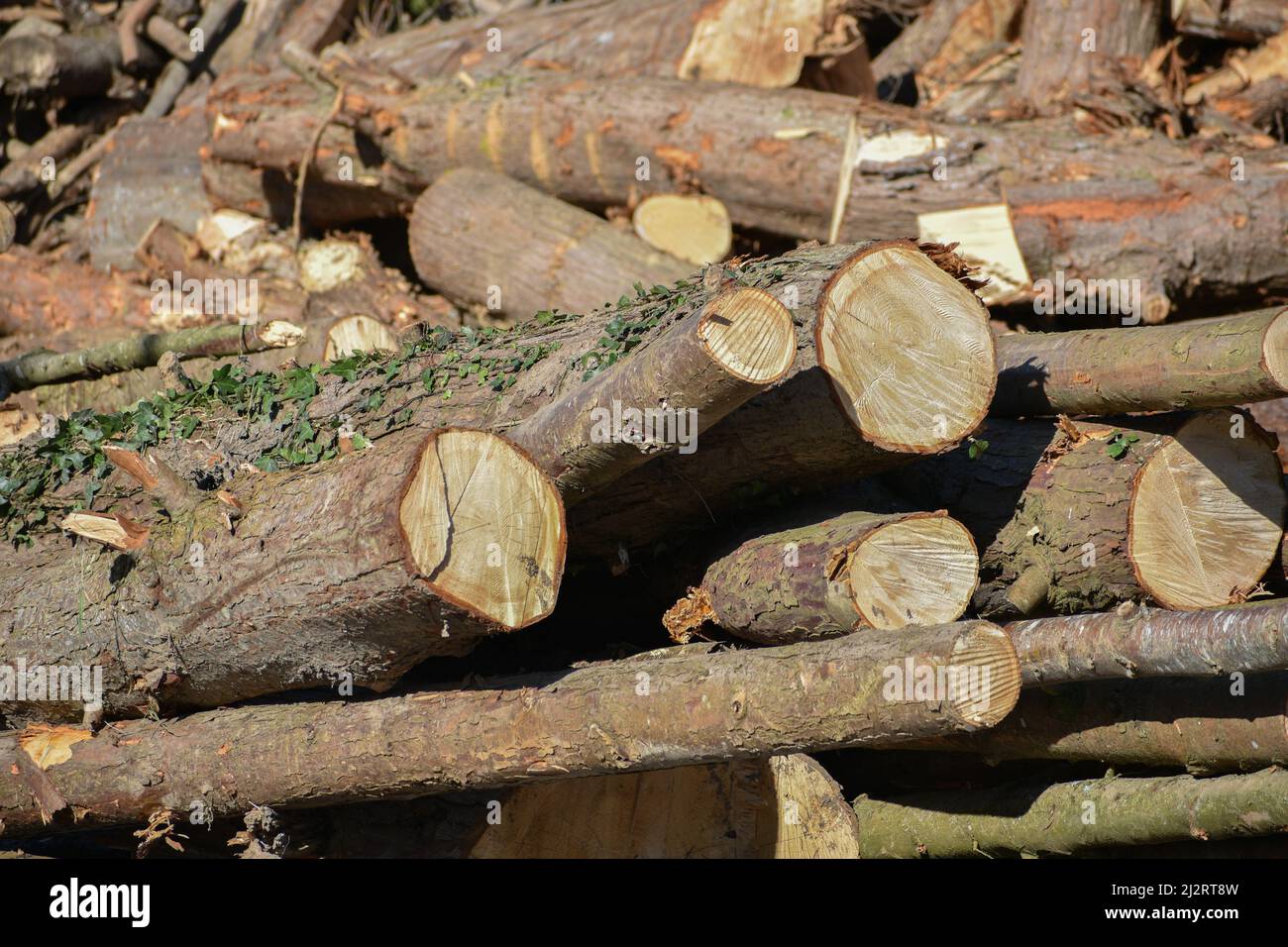 Timber seasoning hi-res stock photography and images - Alamy