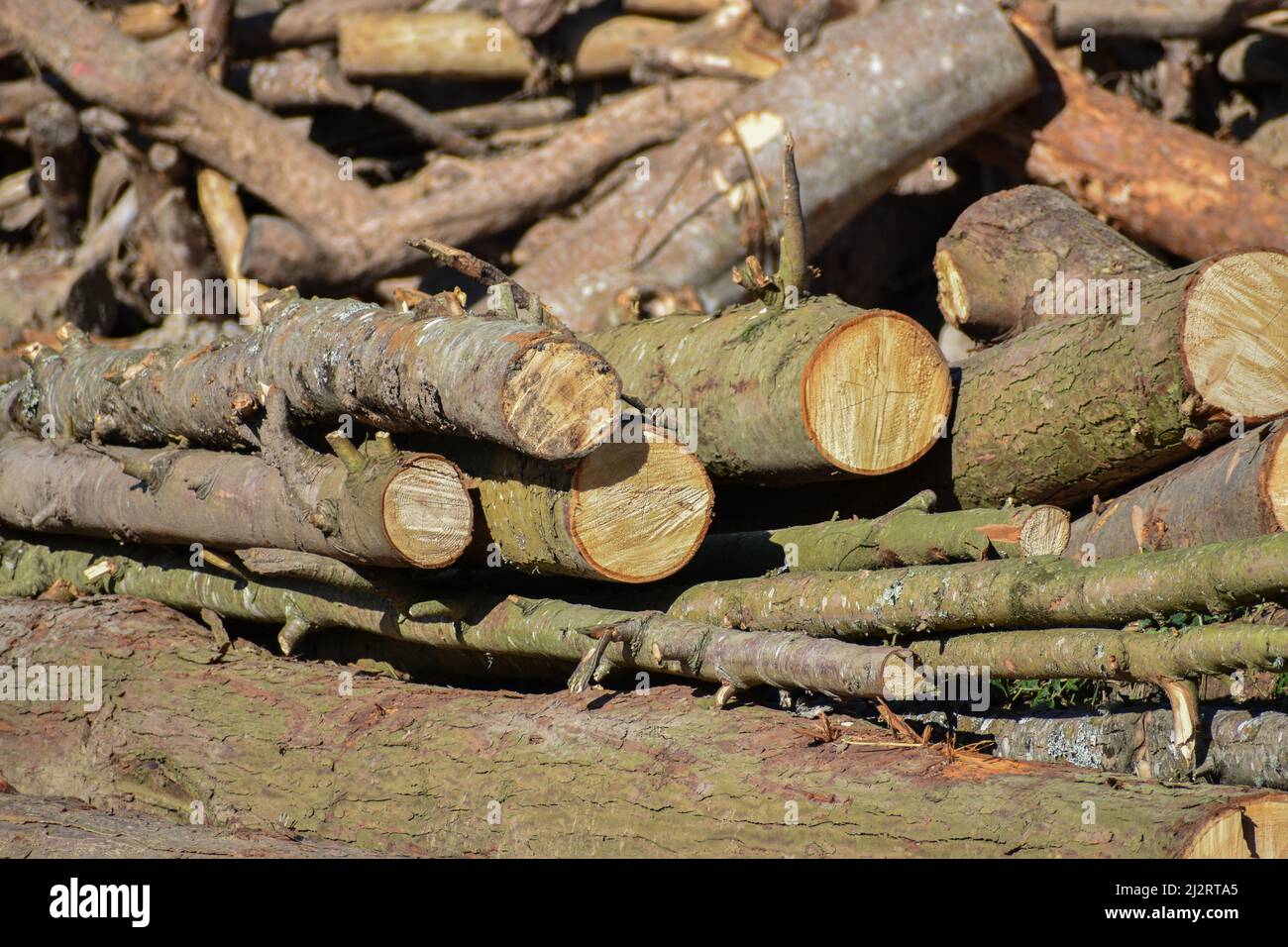 Seasoning timber hi-res stock photography and images - Alamy