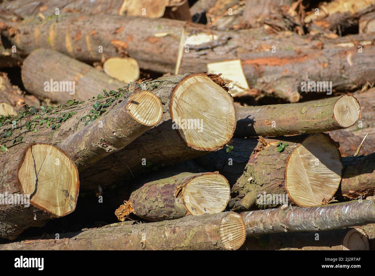 Seasoning timber hi-res stock photography and images - Alamy