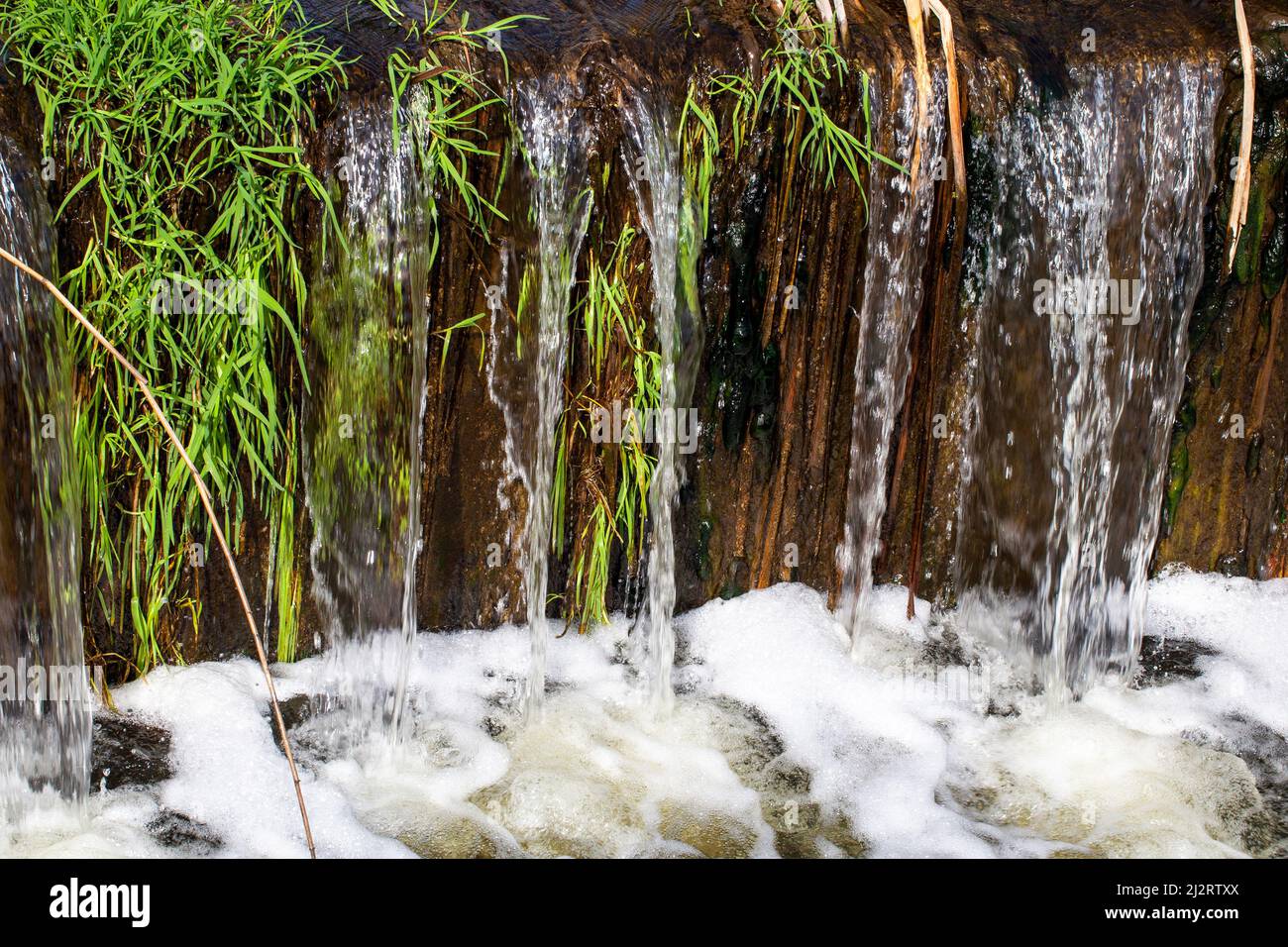 different plants growing on the territory of a swamp, plants and water ...