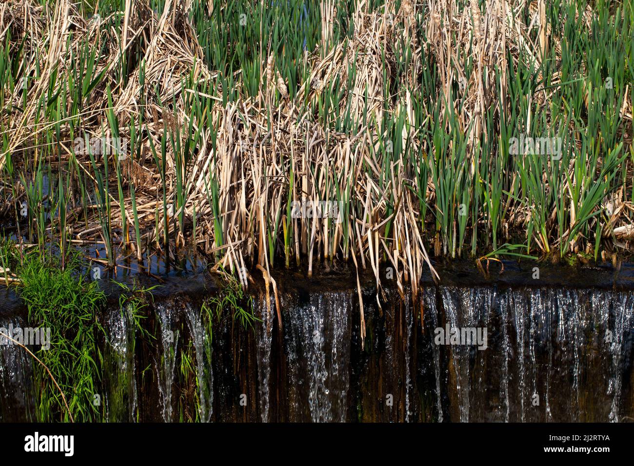 different plants growing on the territory of a swamp, plants and water ...