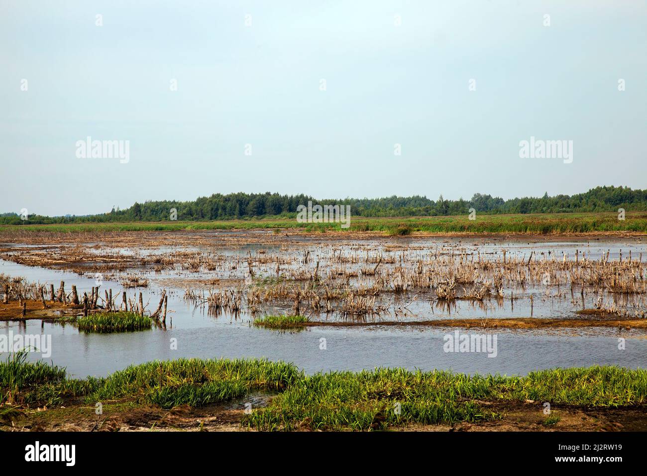 a swamp flooded with water with different vegetation, nature with ...