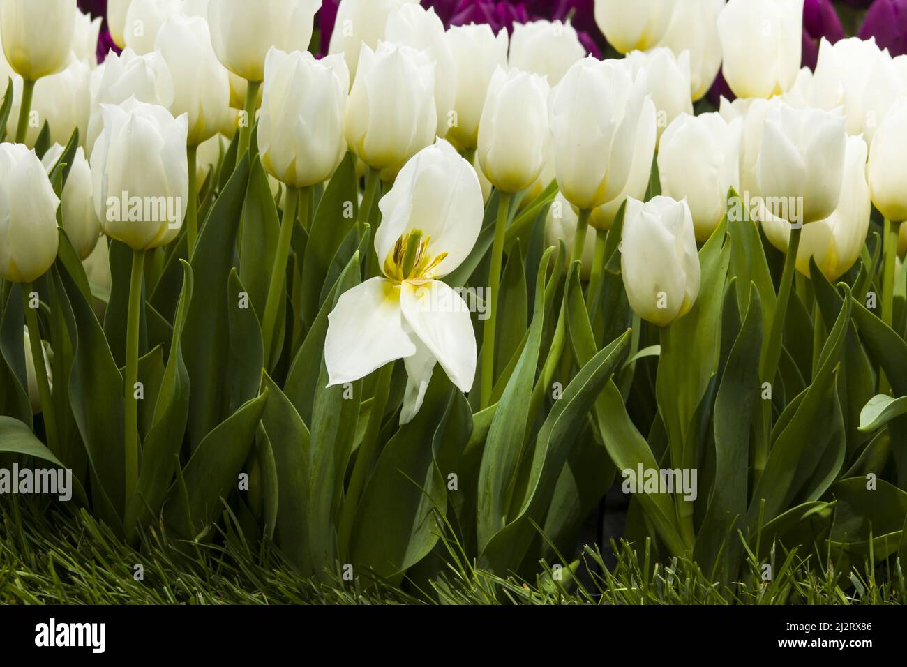 Tulip field is with white and purple color tulips.Selected white tulip ...