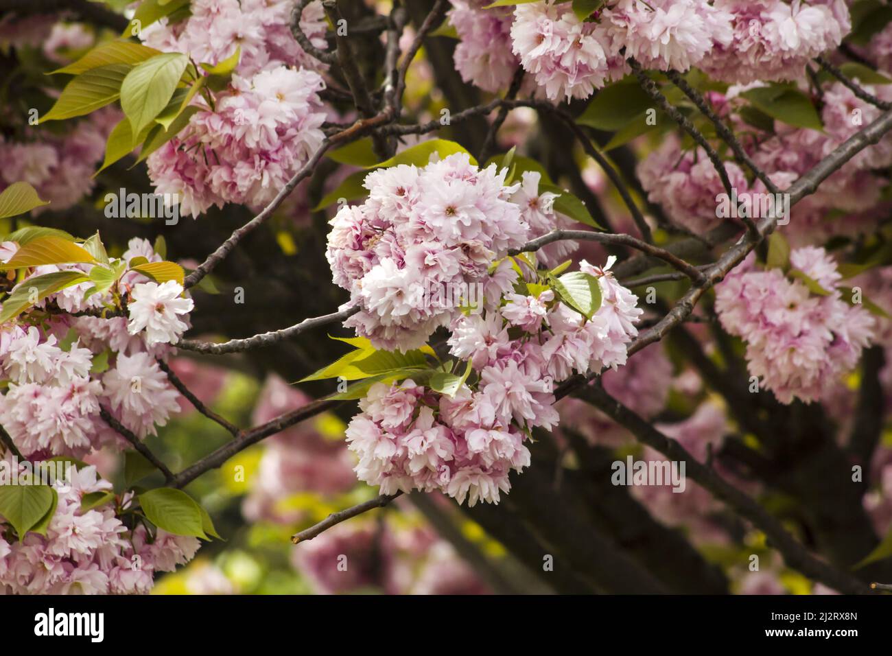 Close-up taken of cherry tree,beautiful blooming in spring,backgrounds ...