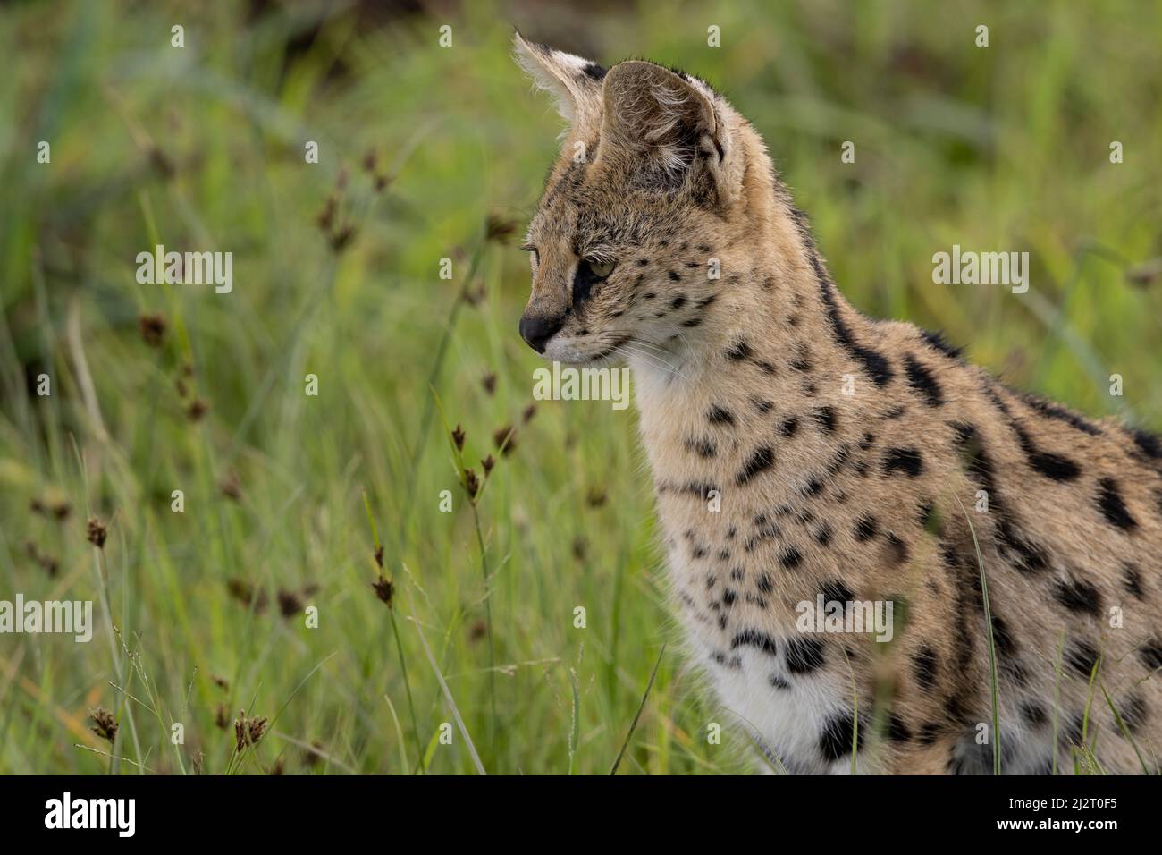 Tanzania cats hi-res stock photography and images - Alamy