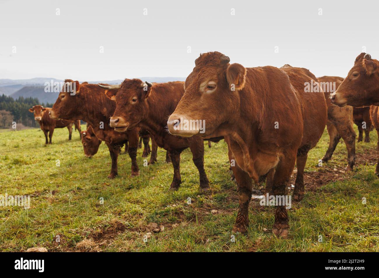 Many cows on green pasture farmland Stock Photo - Alamy