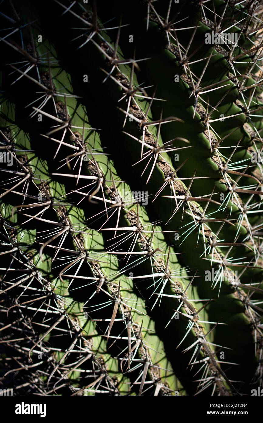 abstract pattern of cactus Stock Photo - Alamy
