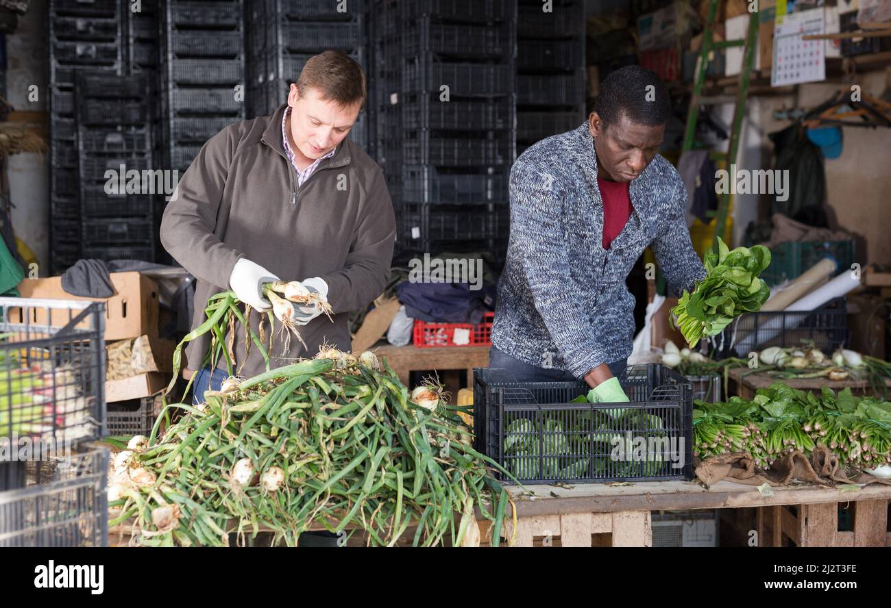 Farm workers sorting vegetables Stock Photo - Alamy