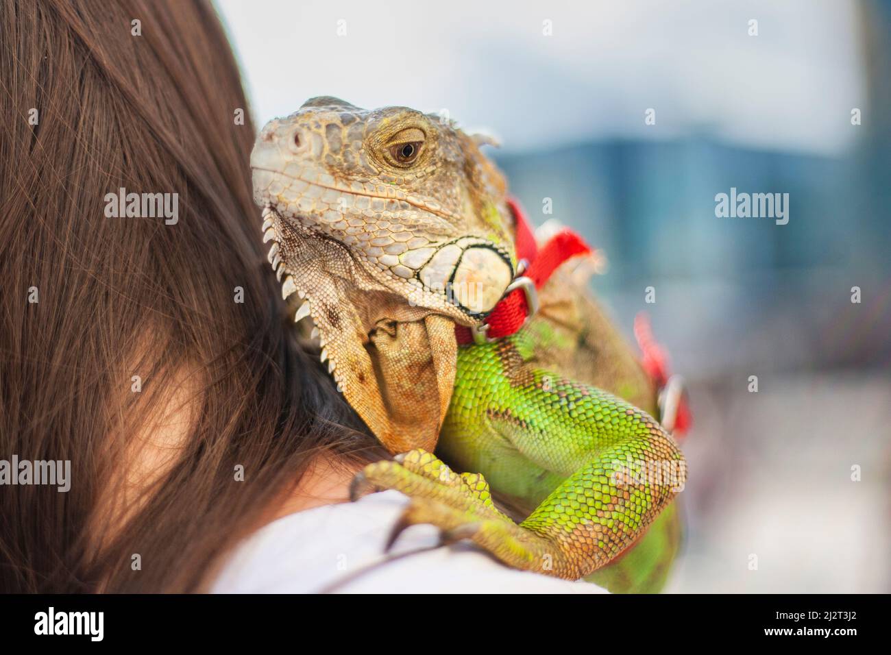 Chameleon on the shoulder of a person. Lizard on a walk. Cold-blooded ...
