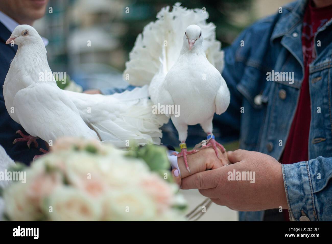 Wedding pigeons. White birds are symbol of love. Details of wedding ...