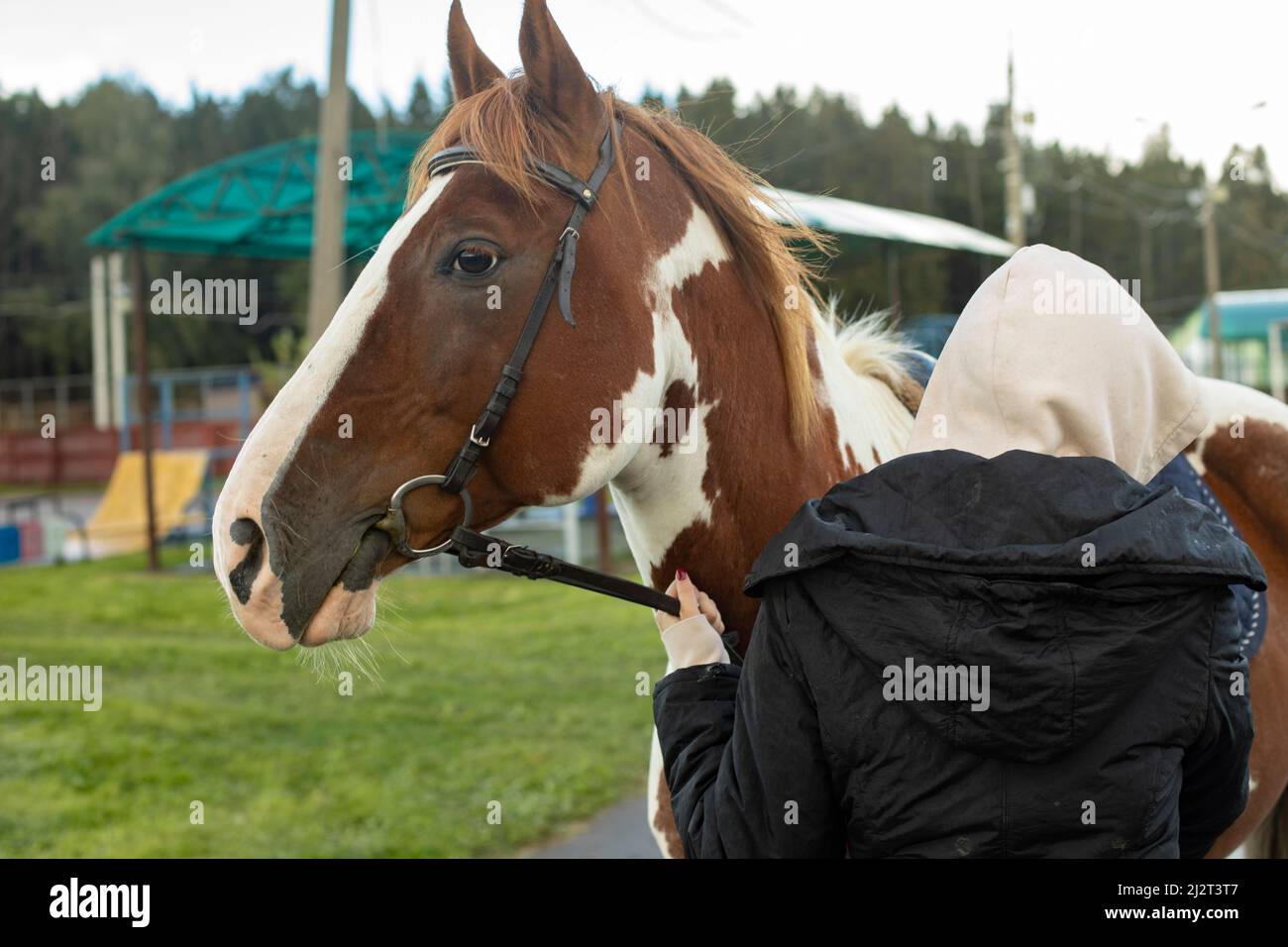 Horse in the park. The girl holds the horse by the reins. Horse riding ...