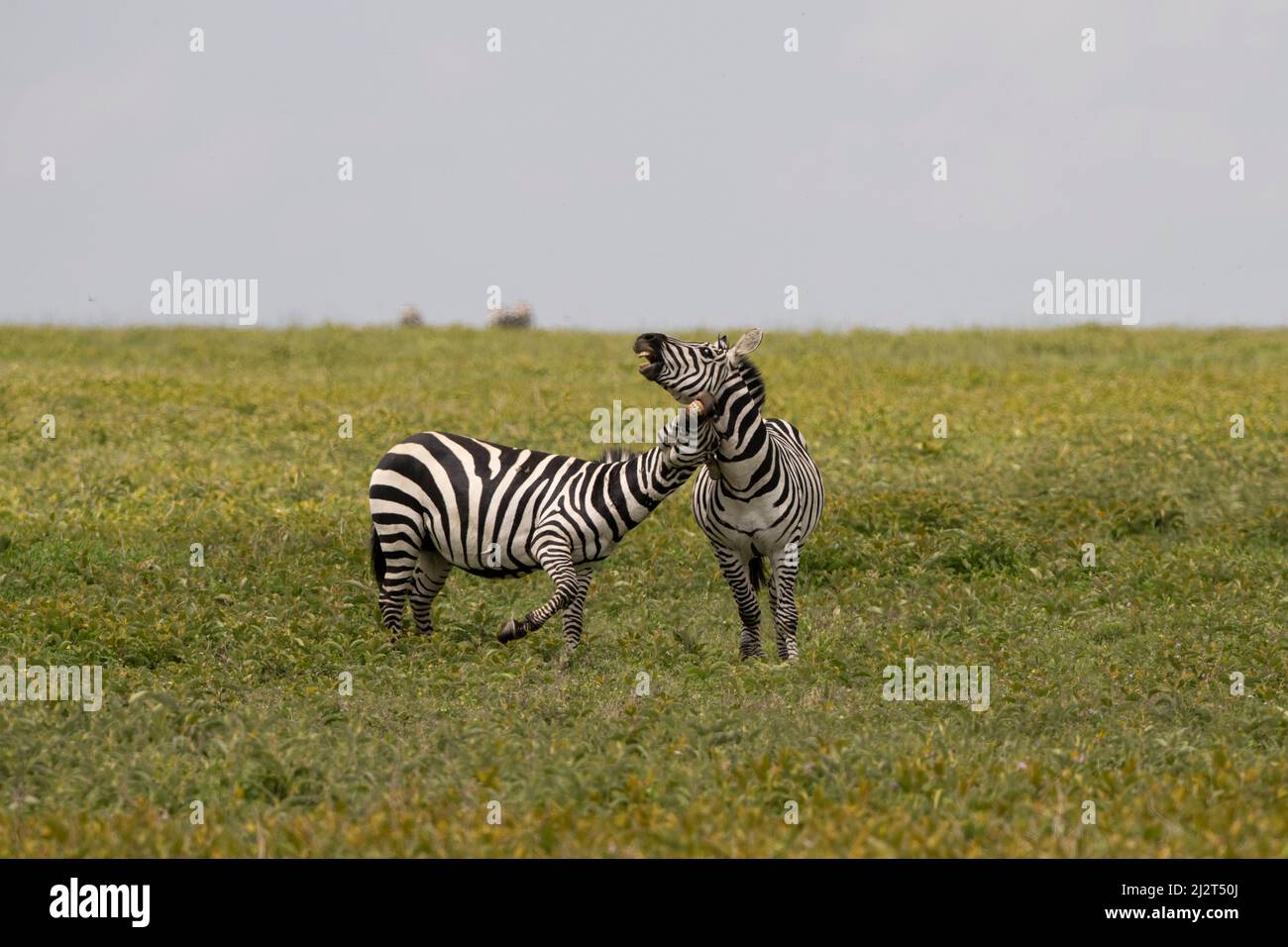 Zebra stallion hi-res stock photography and images - Alamy