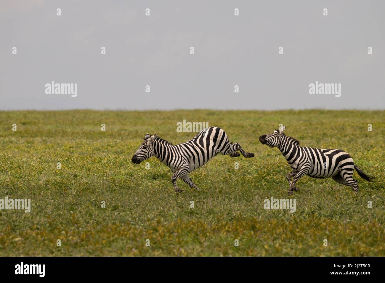 Zebra stallion hi-res stock photography and images - Alamy