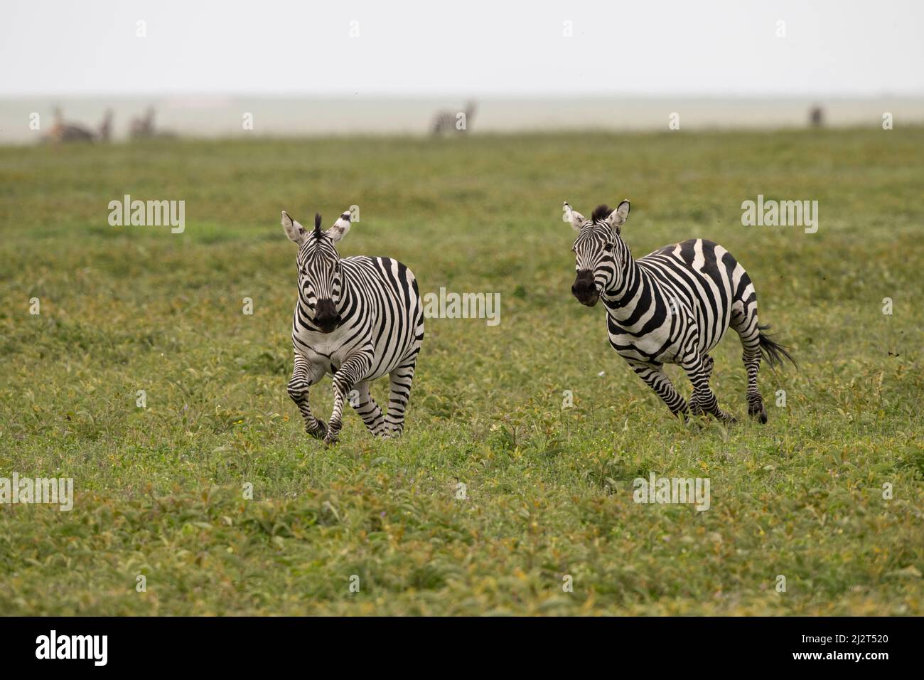 Zebra stallion hi-res stock photography and images - Alamy
