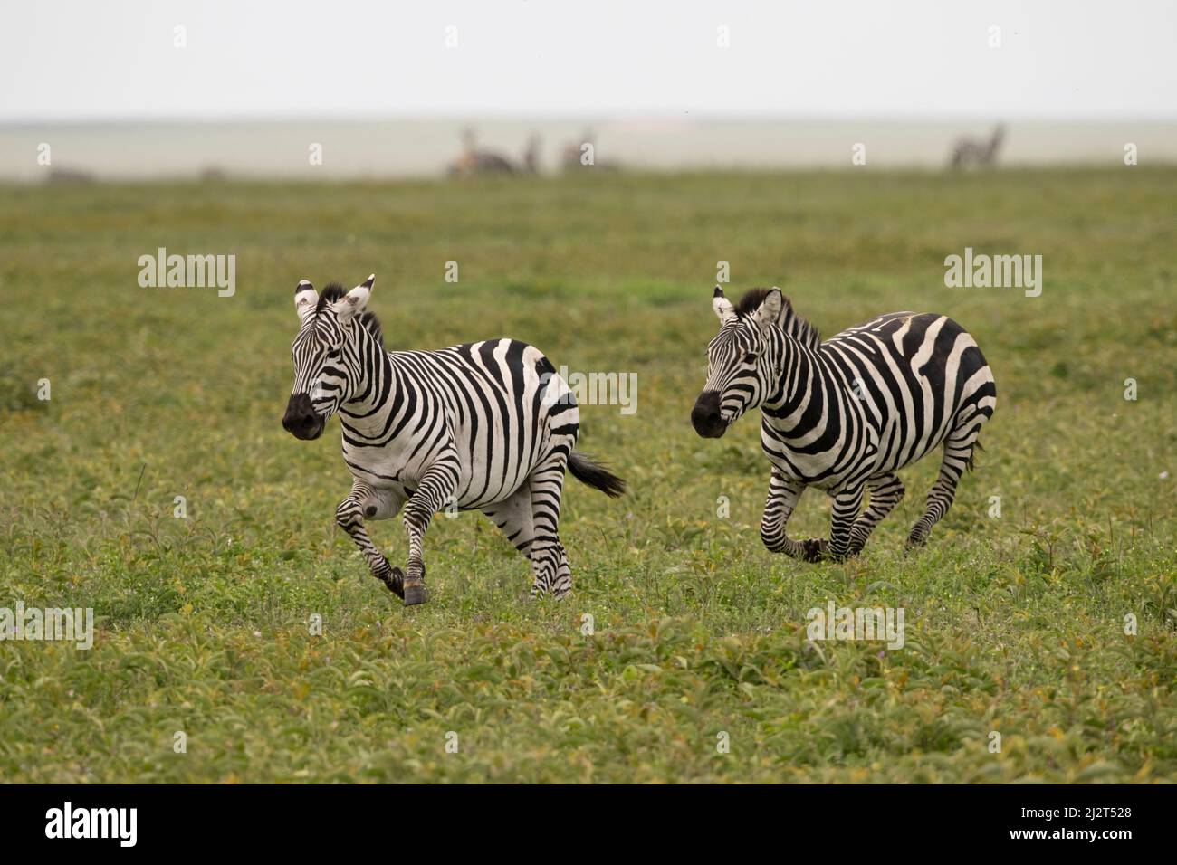 Zebra stallion hi-res stock photography and images - Alamy