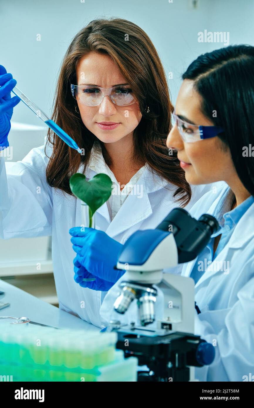 Two female scientists or researchers conducting scientific research on ...