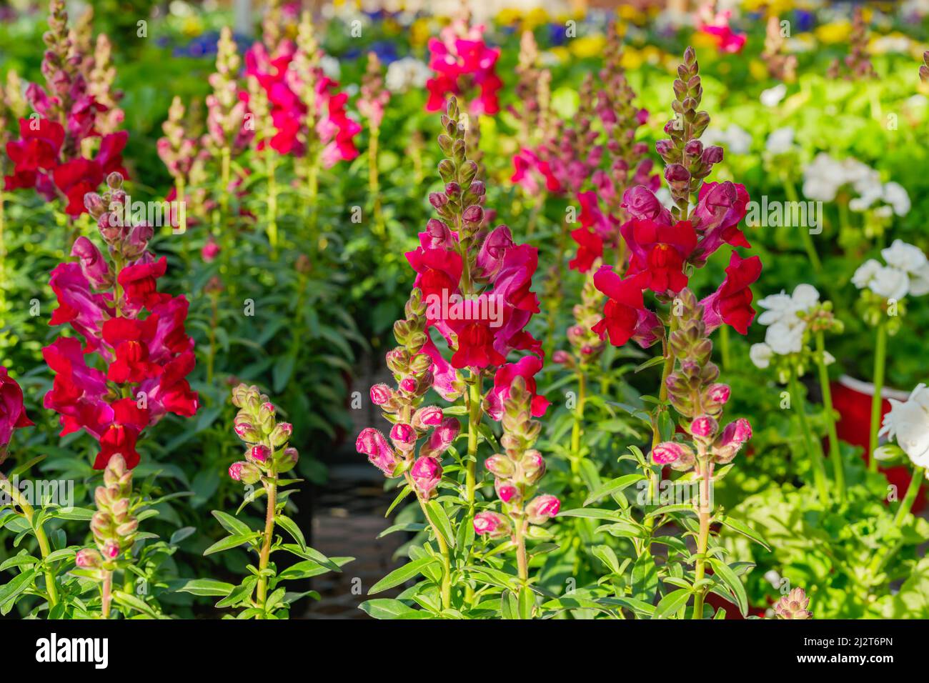 Snapdragon flowers in bloom. Antirrhinum flowers in pots close up Stock ...