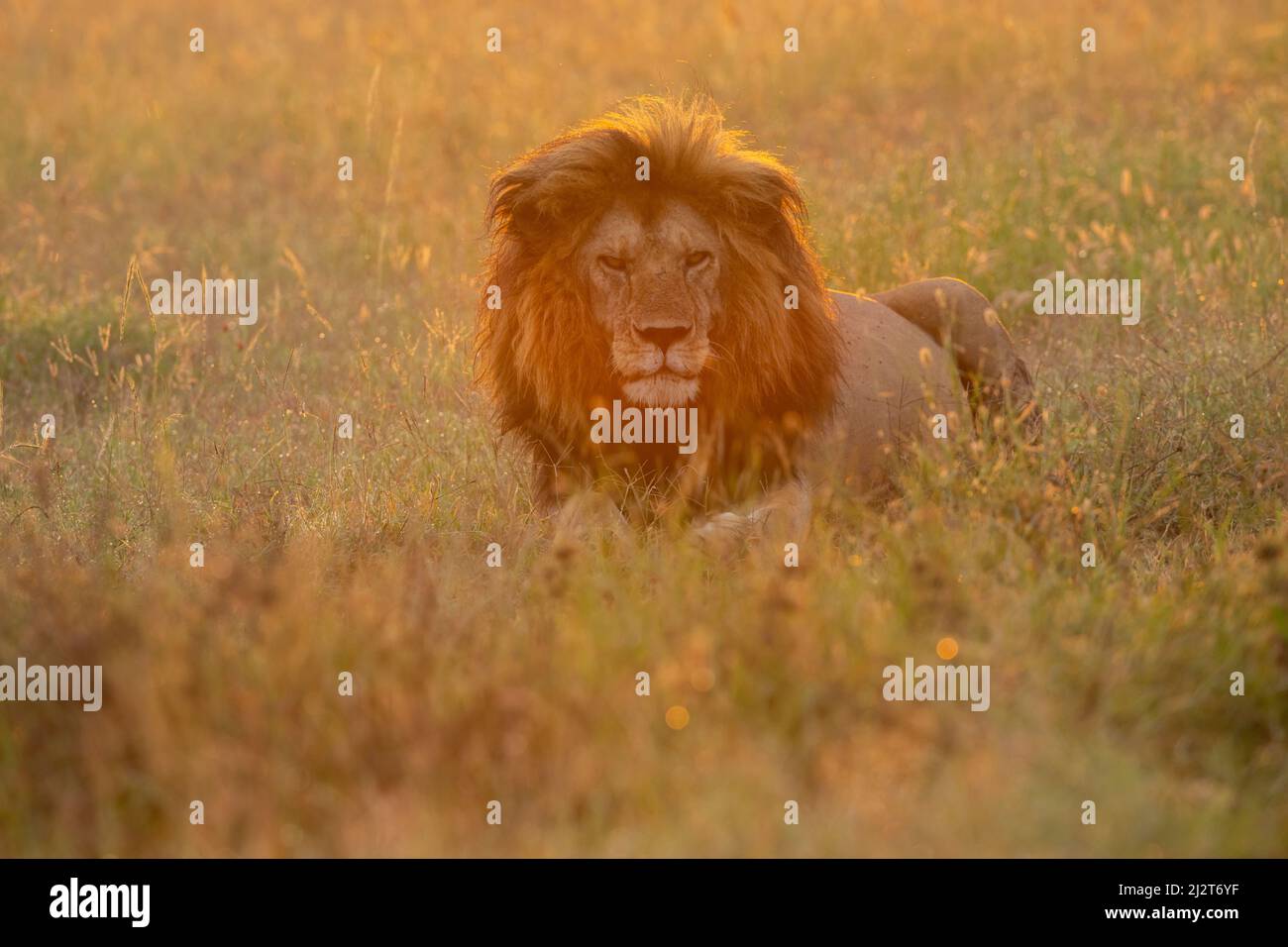 African lion, Tanzania Stock Photo - Alamy