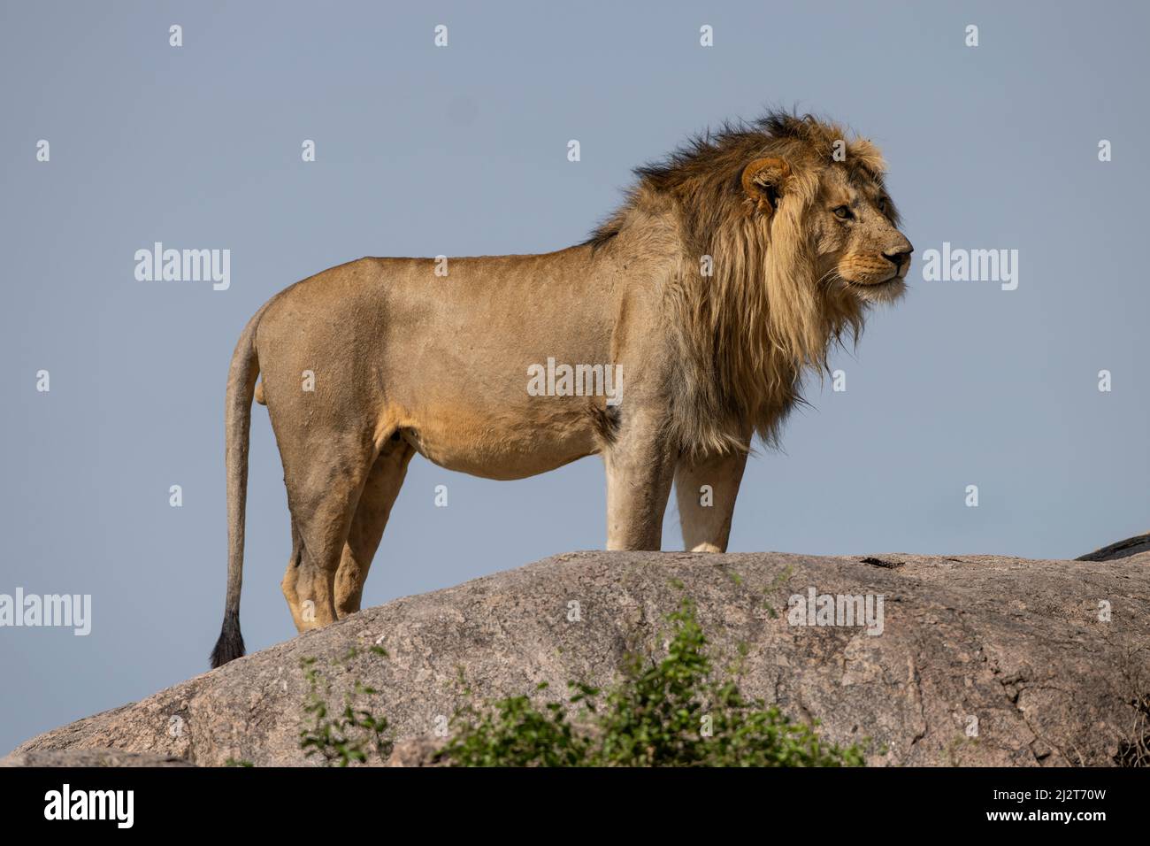 African lion, Tanzania Stock Photo - Alamy