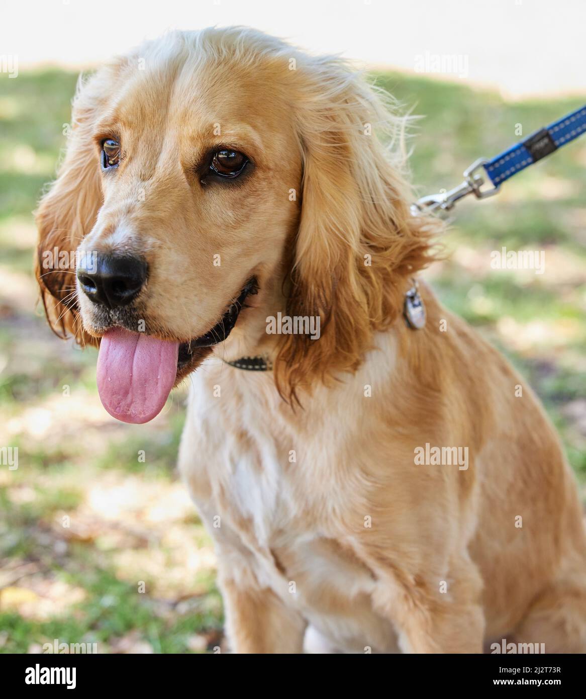 Love is a four-legged word. Shot of an adorable cocker spaniel puppy ...
