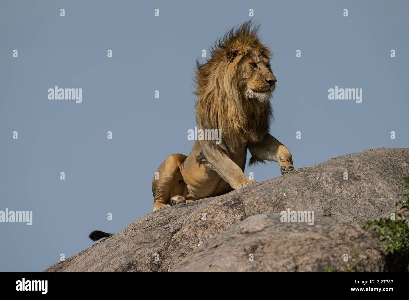 African lion, Tanzania Stock Photo - Alamy