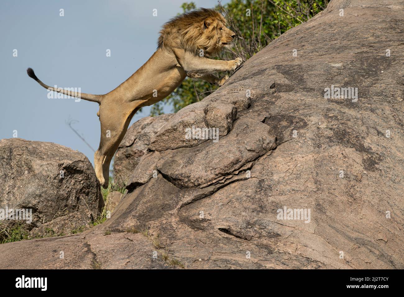 Jumping male lion hi-res stock photography and images - Alamy