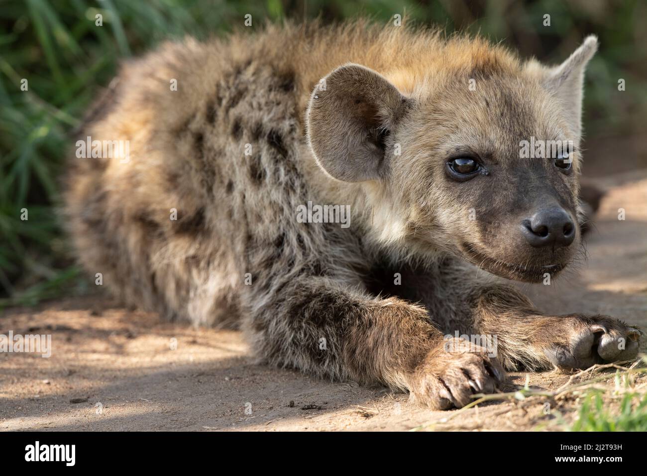 Hyena Pup Closeup, Tanzania Stock Photo - Alamy