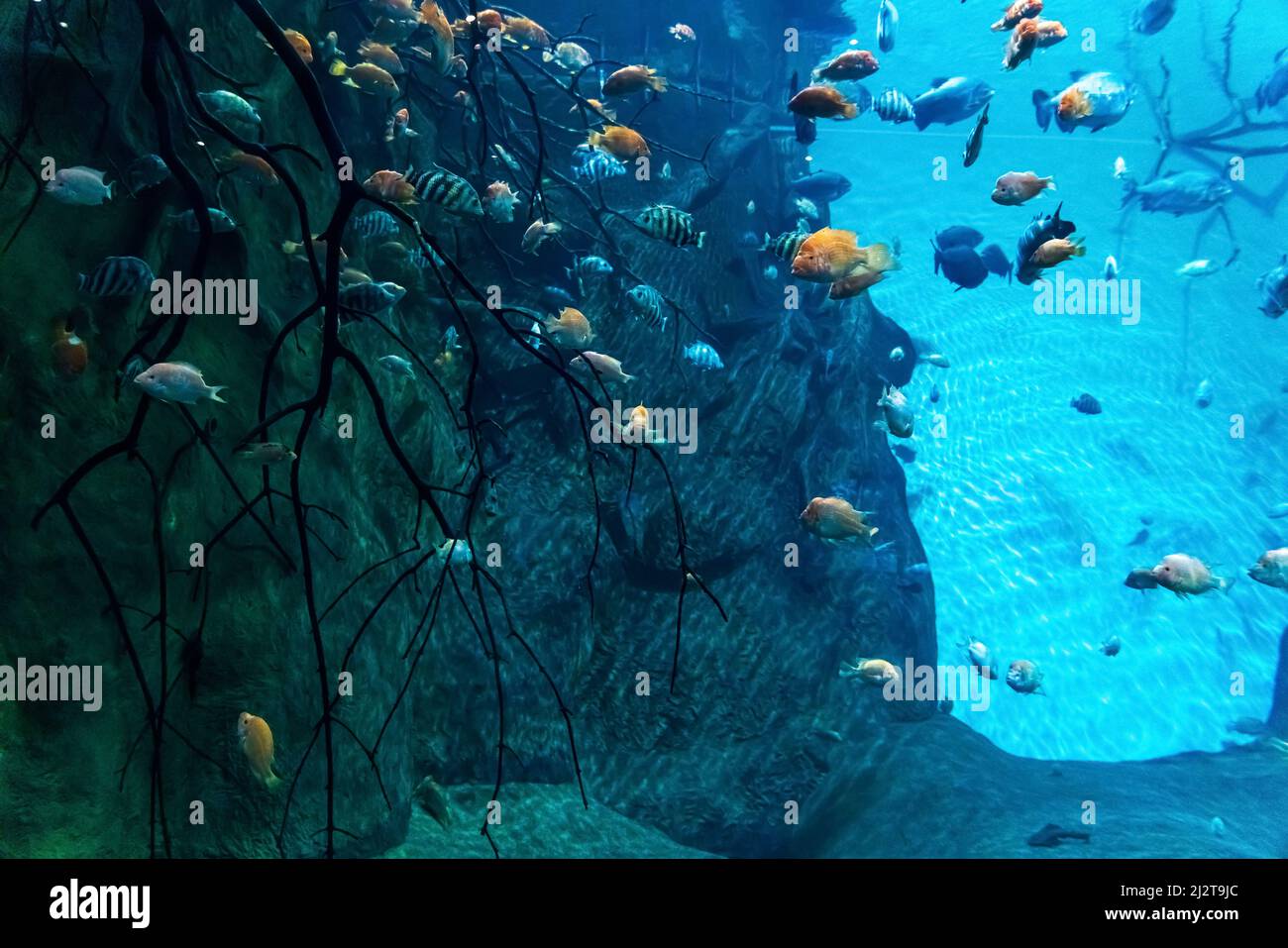Animals of the underwater marine world. Ecosystem. Multicolored tropical fish. Life in a coral ...