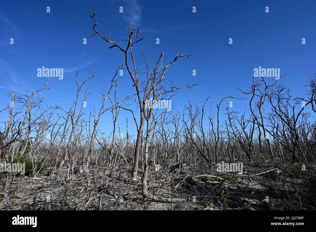 Florida mangrove forest hurricane hi-res stock photography and images ...