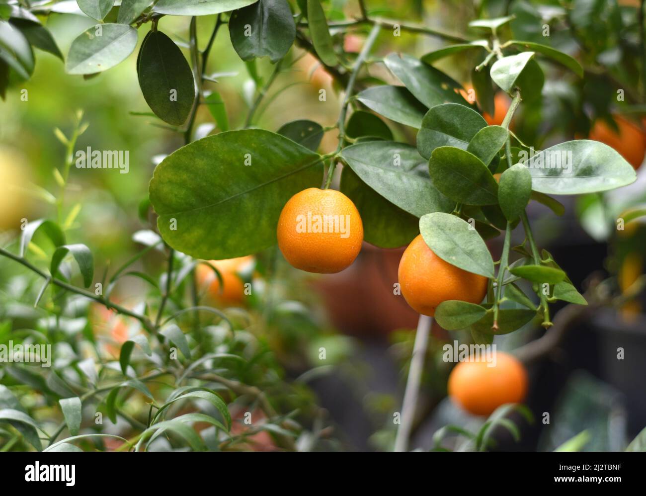 Many Rangpur citrus fruit also known as Indian subcontinent as Sylhet ...