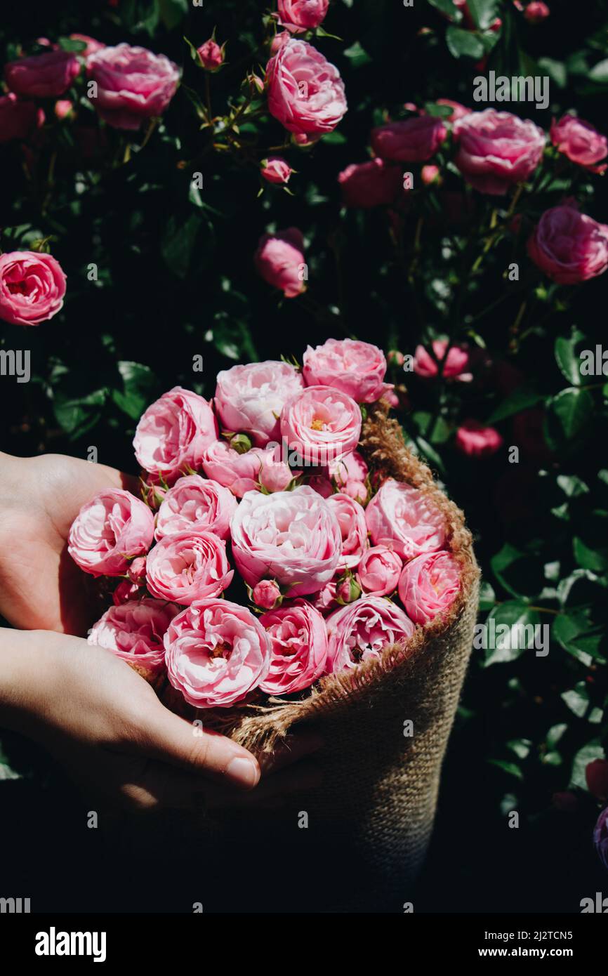 Beautiful fresh roses in hand Stock Photo - Alamy