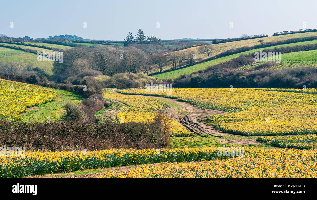 Daffodil in landscape hi-res stock photography and images - Alamy