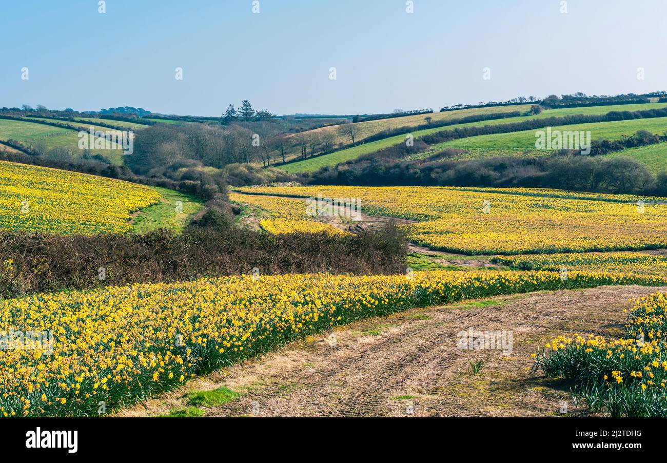 Daffodil farm in Cornwall from a drone, England Stock Photo - Alamy