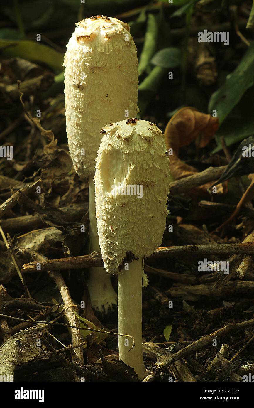 Shaggy mane cap mushroom (Coprinus comatus Stock Photo - Alamy