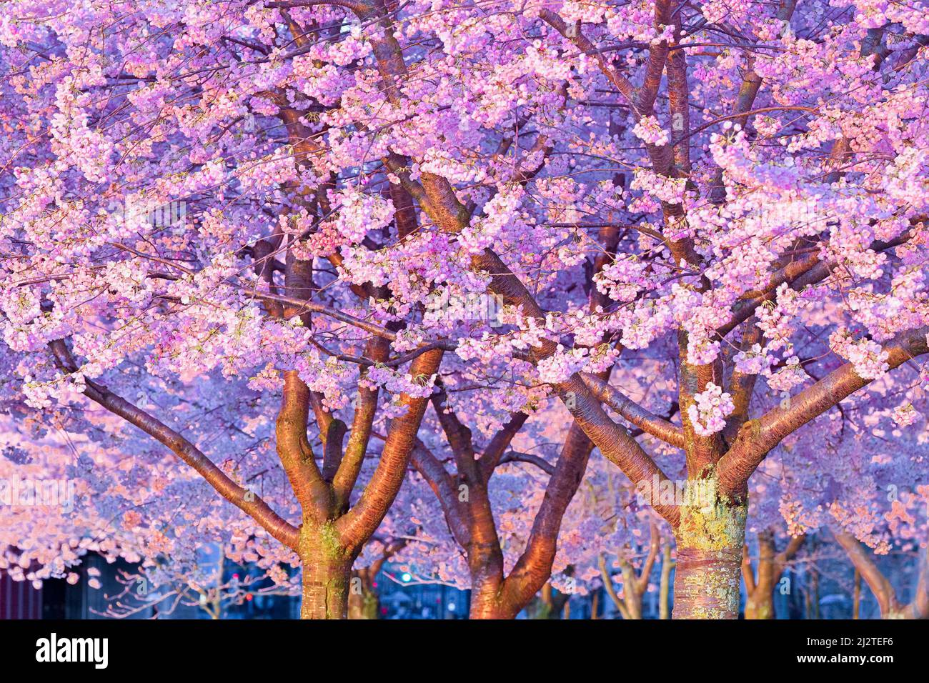 Flowering Cherry trees Stock Photo - Alamy