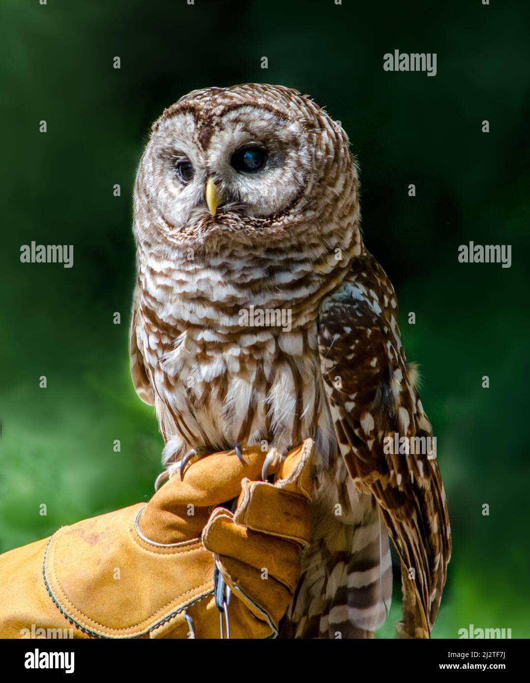 Barred owl sits on a gloved hand Stock Photo - Alamy
