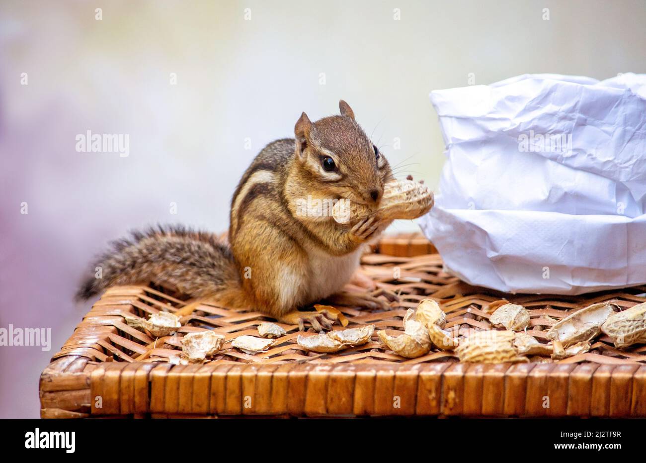 Chest nut shells hi-res stock photography and images - Alamy