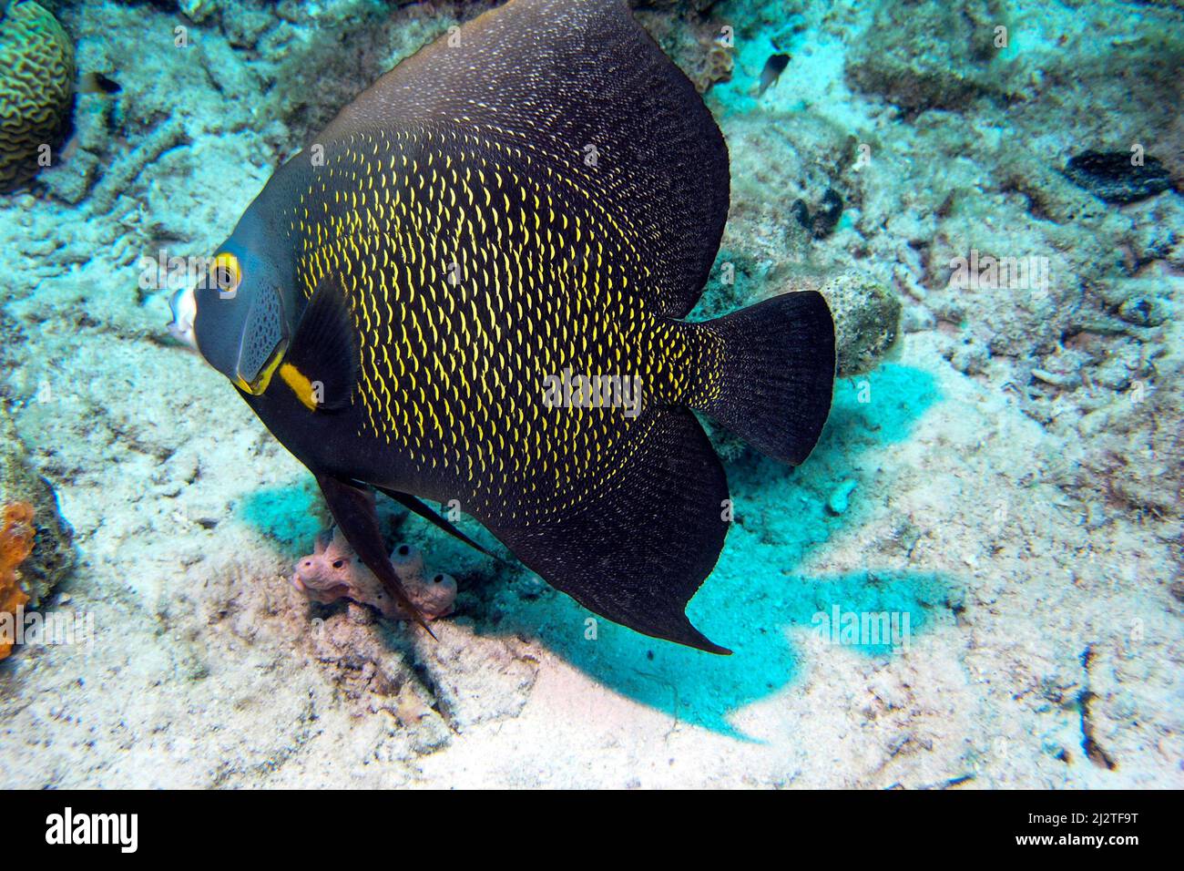 Adult French Angel Fish swimming over sand and coral Stock Photo - Alamy
