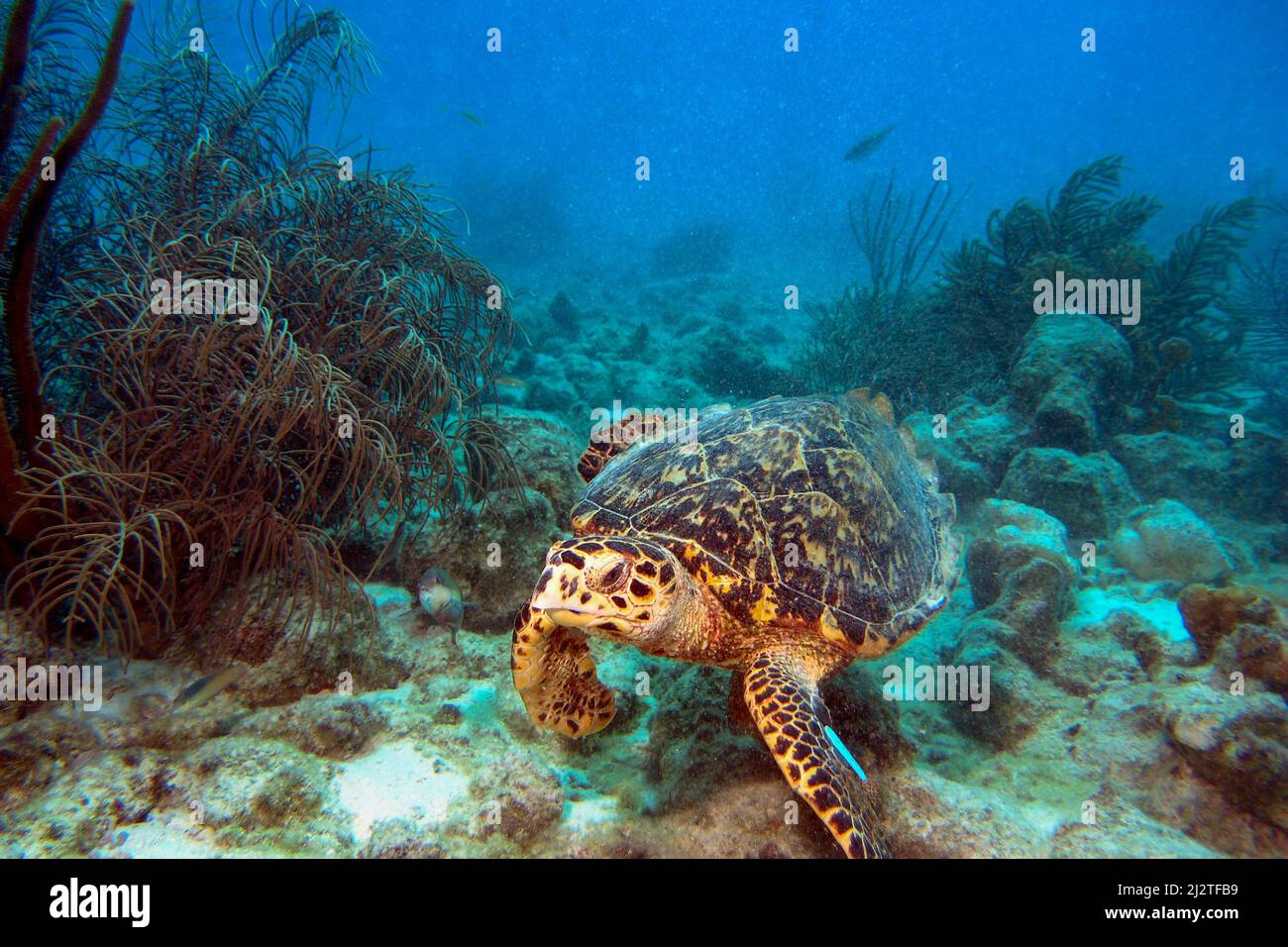 Green Sea Turtle Swimming Over Coral In The Bonaire Marine Park Stock
