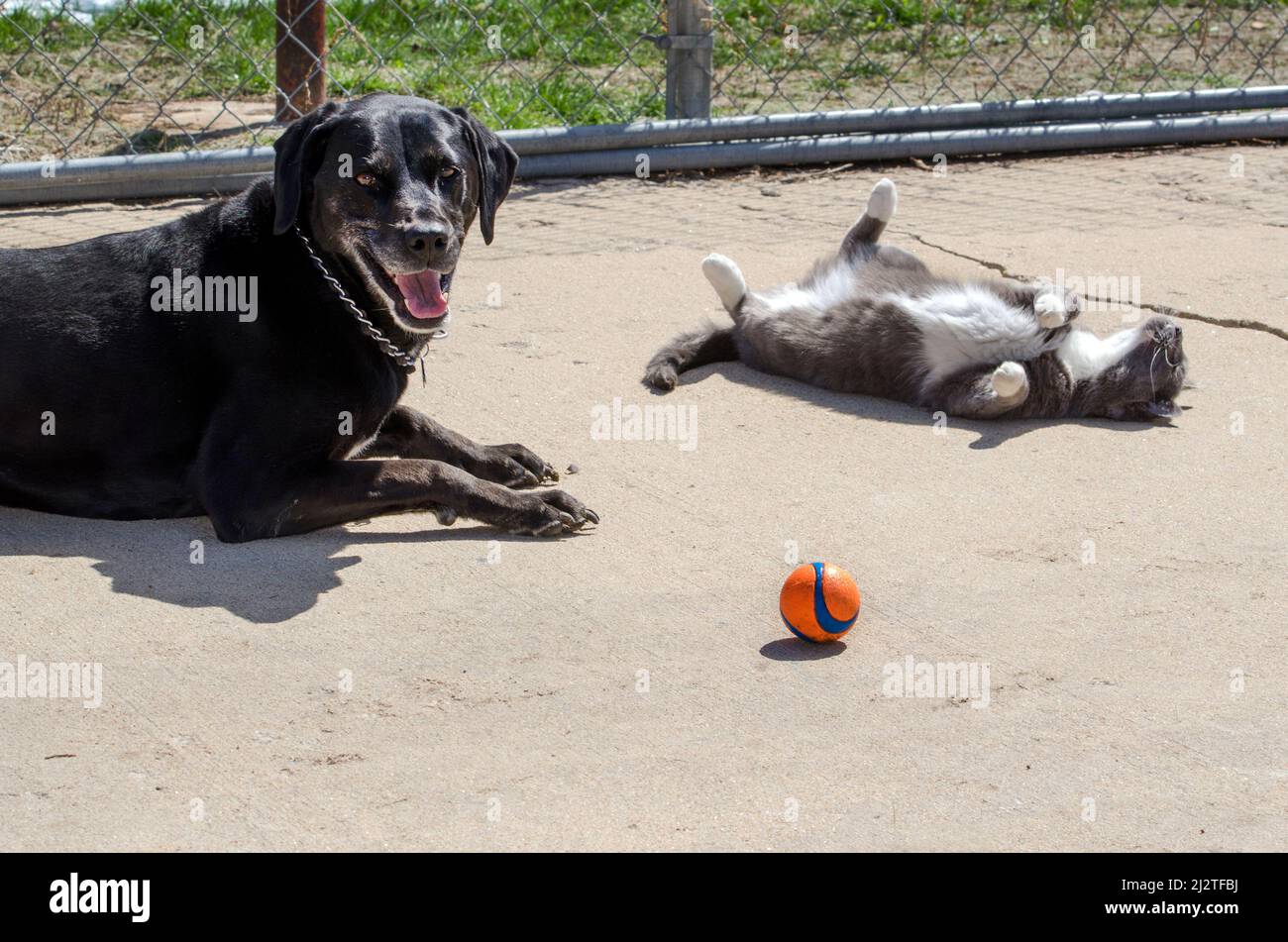 Family outdoors cat dog hi-res stock photography and images - Alamy