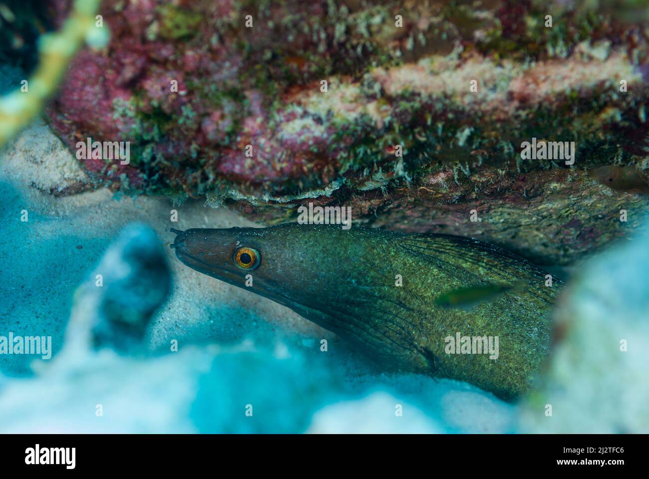 Golden eel hi-res stock photography and images - Alamy