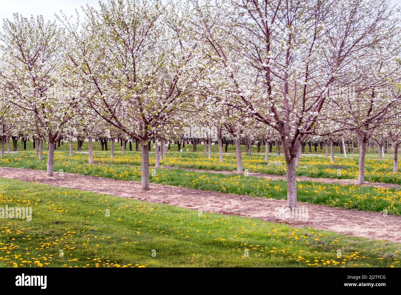 Cherry orchard usa hi-res stock photography and images - Alamy
