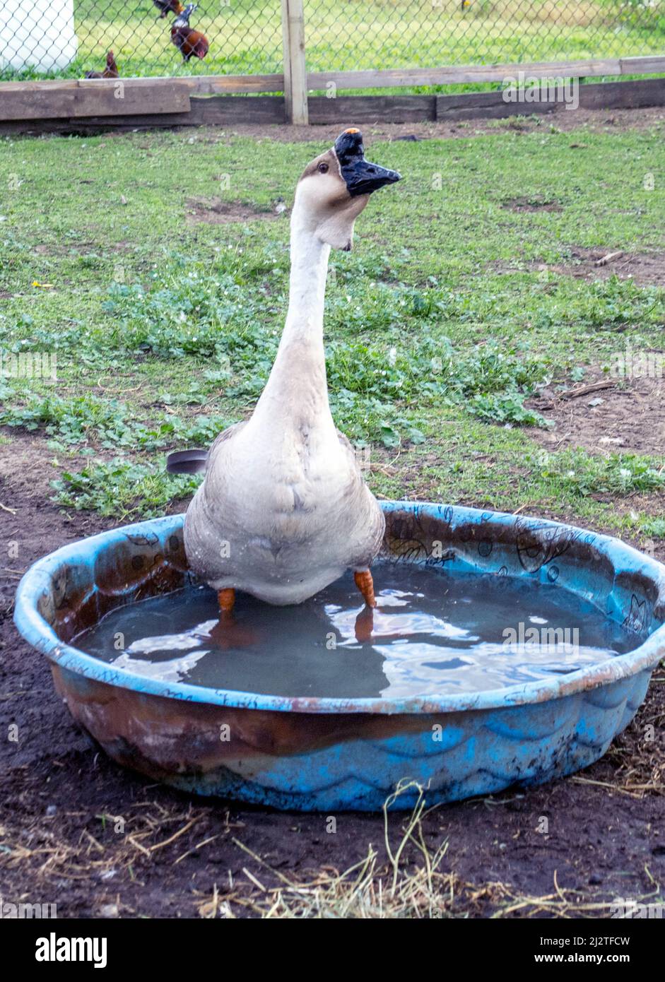Domestic geese child hi-res stock photography and images - Alamy