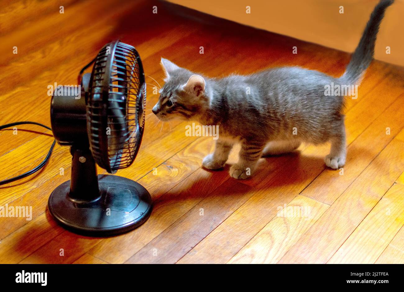 Small curious kitten examines a small plastic fan sitting on the wood ...