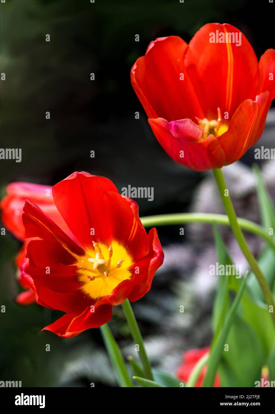Tulip wide open petals hi-res stock photography and images - Alamy