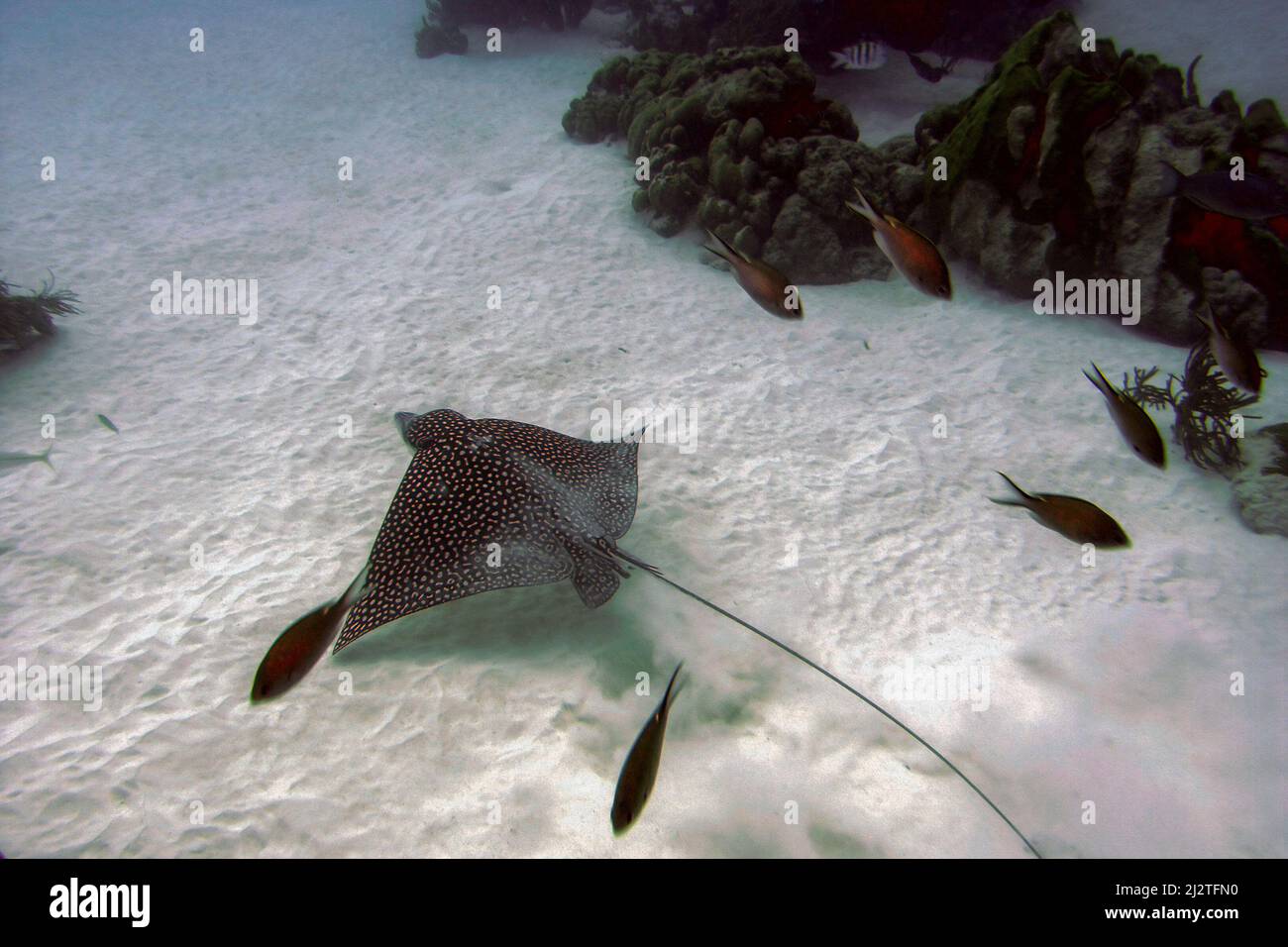 Spotted Eagle Ray Aetobatus Narinari Over White Sand Bottom Bonaire ...