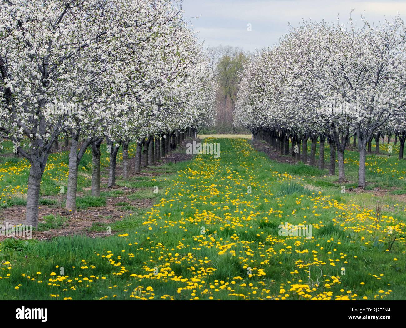 flowering cherry trees bloom in Michigan USA, ready to grow sweet juicy ...